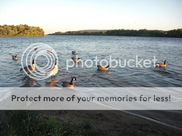 Small River Goose Decoy setup | The HuntingPA.com Outdoor Community