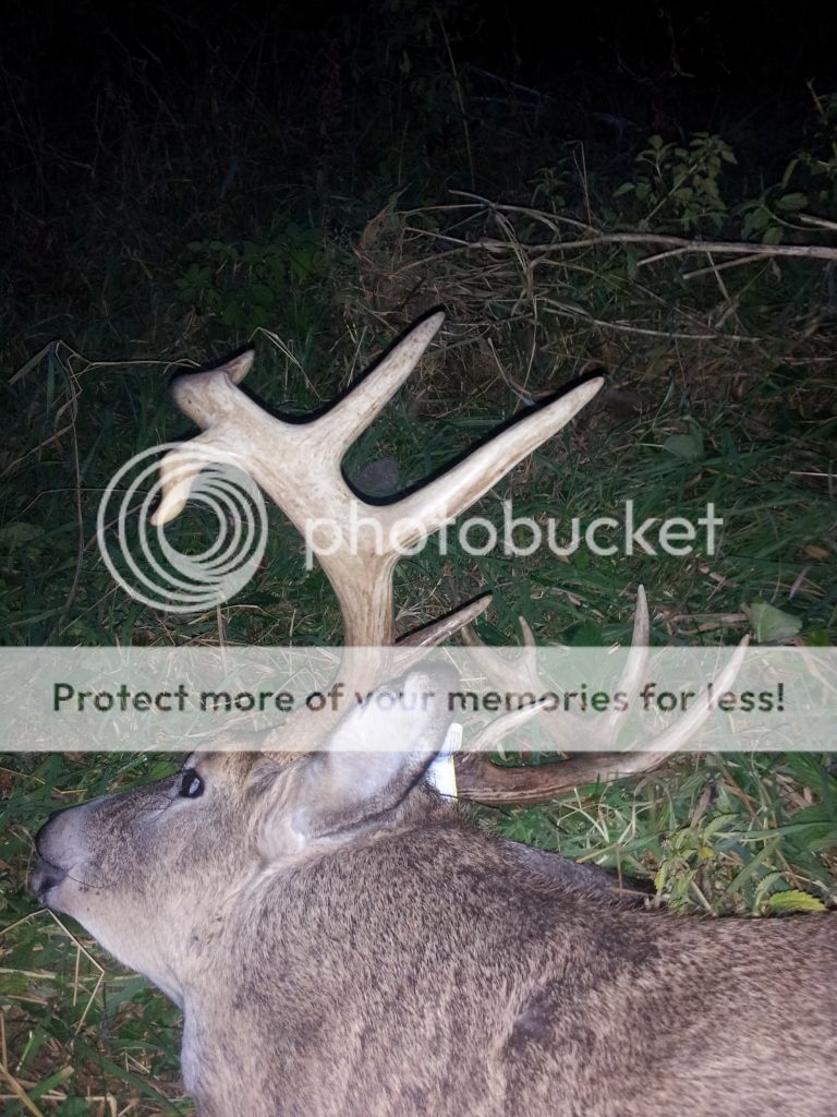 My First Drop Tine Buck - The Hunting Beast