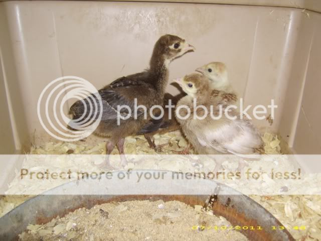 New 2 Turkeys, Narragansett x Buff Turkeys - New Pictures Added ...