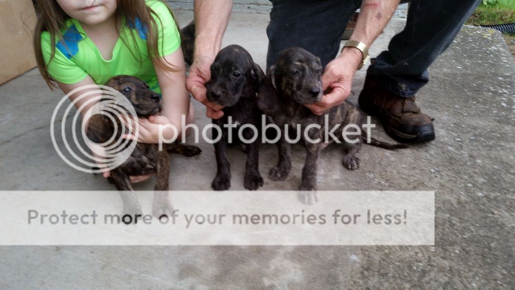 UKC Forums - Hicks' Roughridge Plott Puppies for Sale